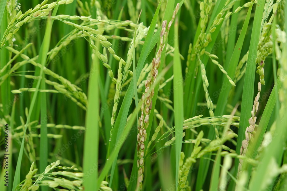 A Rice blast is a fungus that feeds on the rice plant. Stock Photo ...