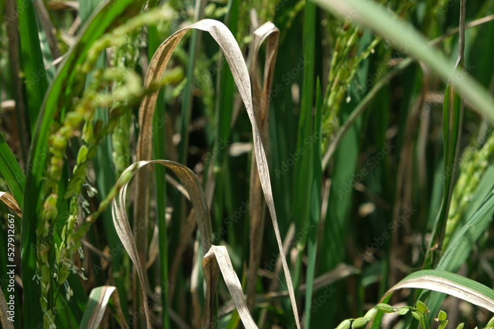 Foto de Sheath blight. Rice field diseases. do Stock | Adobe Stock