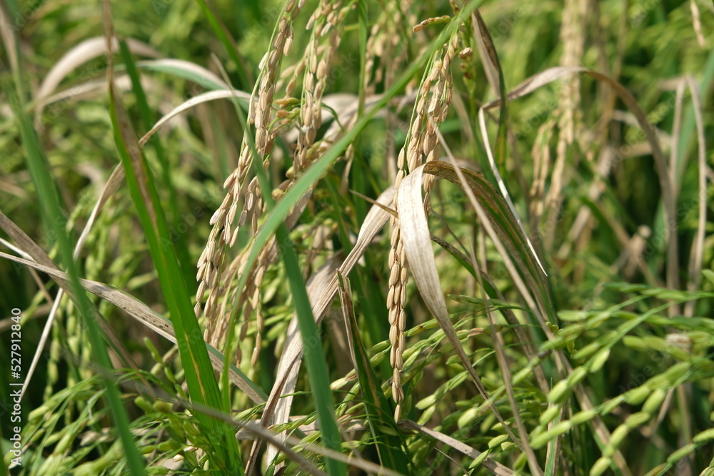 Sheath blight. Rice field diseases. Stock Photo | Adobe Stock