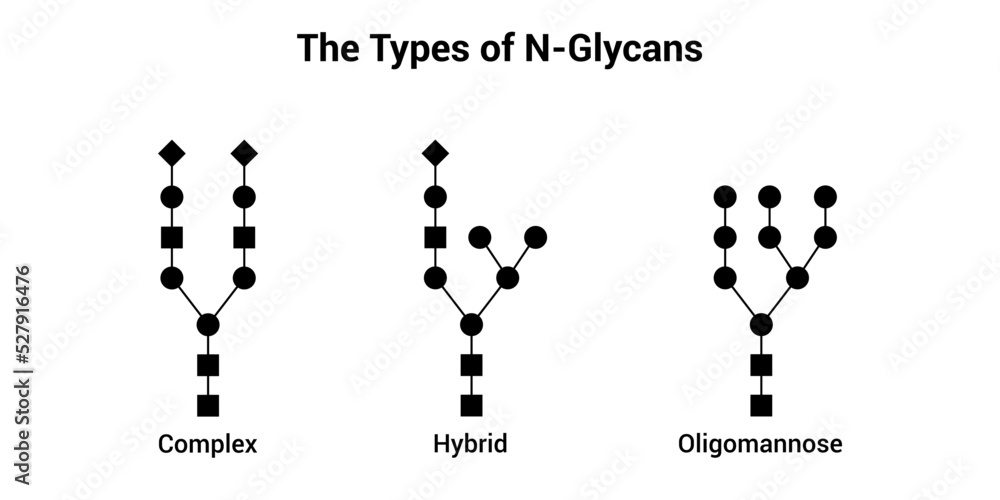 The types of N-Glycans. Complex, hybrid and oligomannose Stock Vector ...