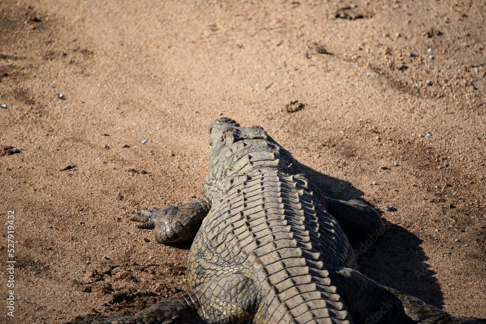 African crocodile in the African savannah of South Africa, African ...