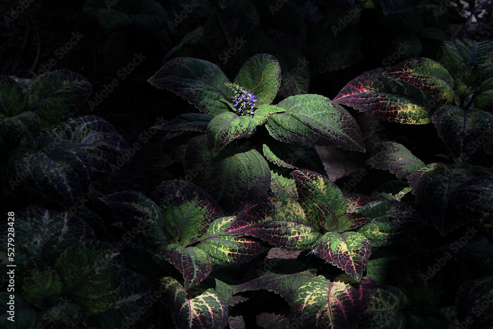 Common coleus, also known as painted nettle, botanically named os ...