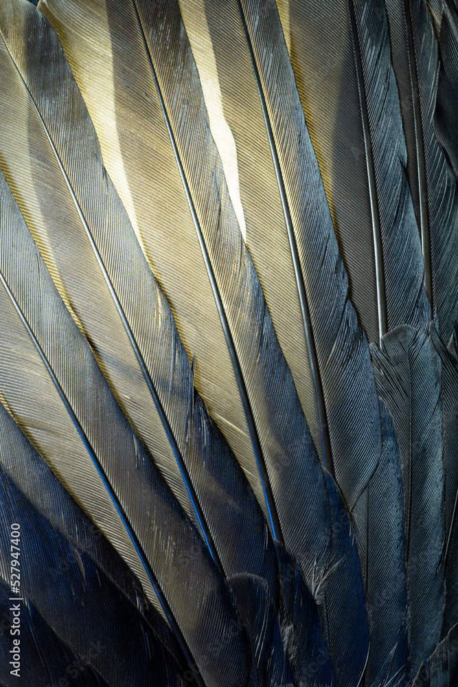 This is a detailed macro photo of an arrangement of black and brown ...