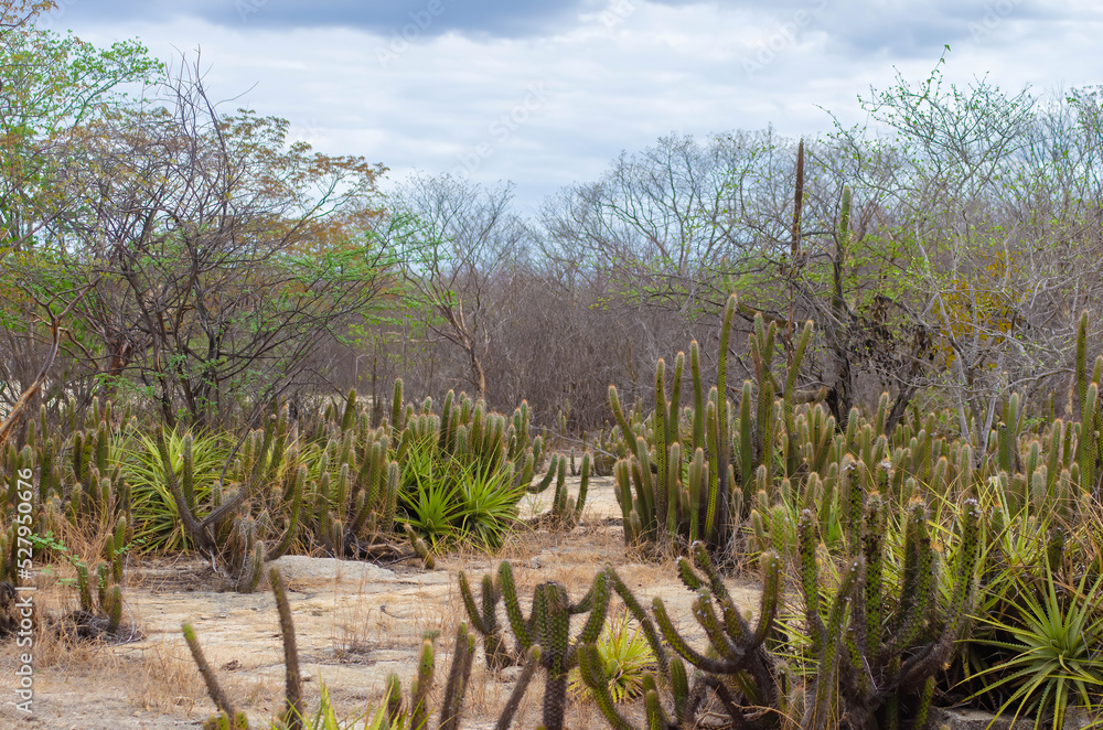 Foto de paisagem caatinga nordestina do Stock | Adobe Stock
