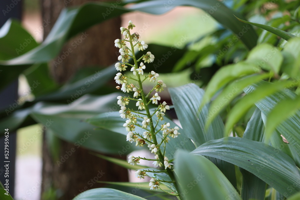 Cambodia. Xiphidium is a genus of herbs in the family Haemodoraceae ...