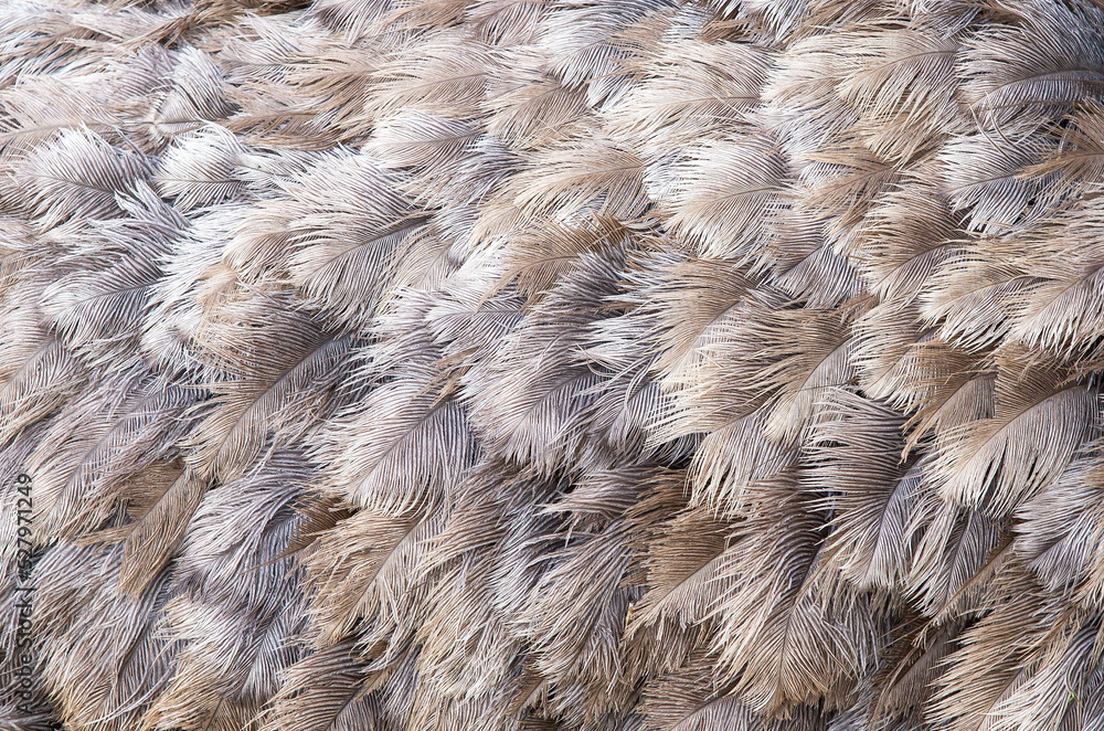 many ostrich feathers. Close up of the brown, grey and beige feathers ...