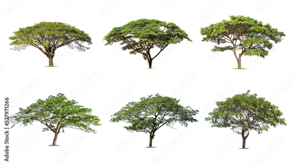 Monkey Pod, [Samanea saman] Tree isolated on white background. The ...