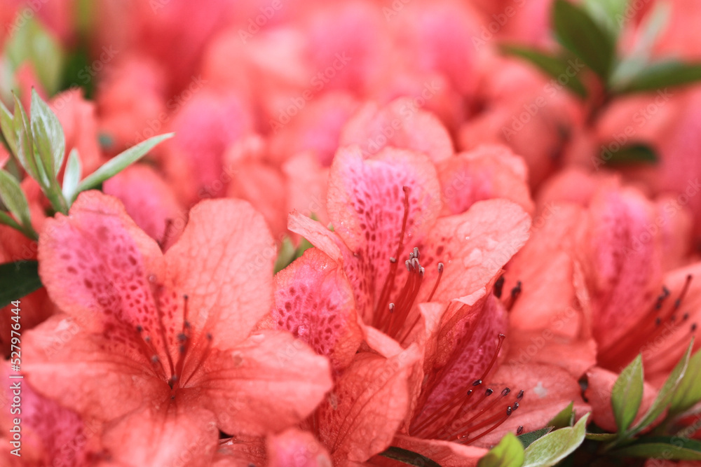 Rhododendron simsii, azalea blooming on tree at spring 20 March 2011 ...
