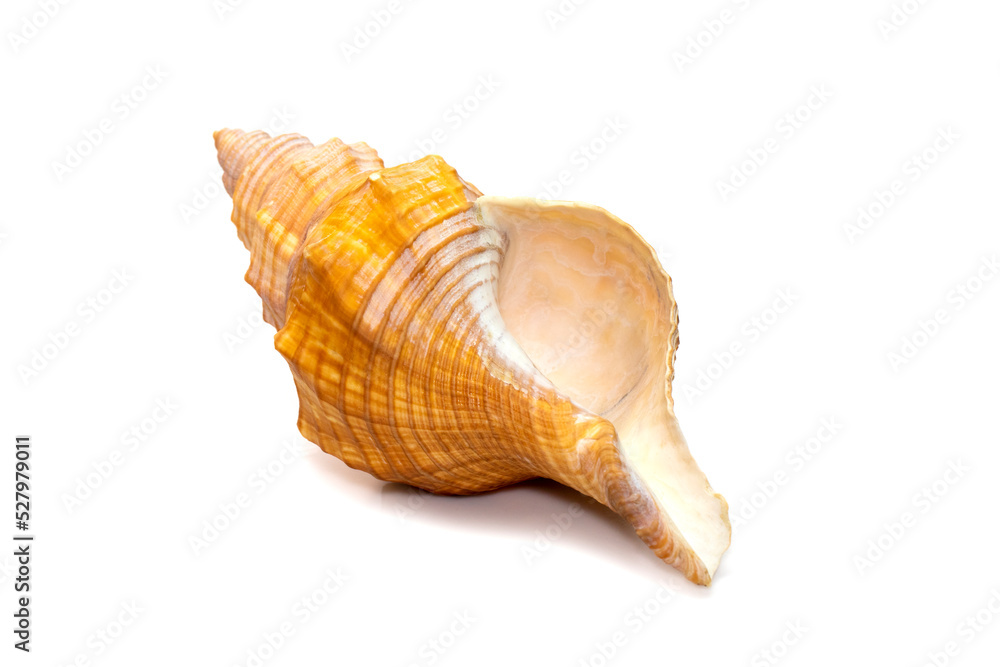 Horse Conch Shells