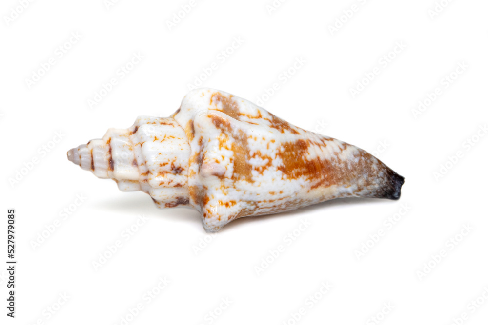 Image of canarium urceus is a species of sea snail, a marine gastropod ...