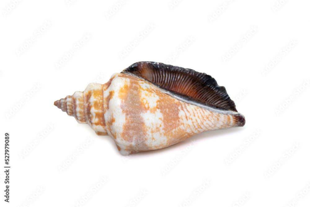 Image of canarium urceus is a species of sea snail, a marine gastropod ...