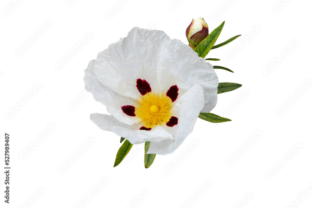 Labdanum or gum rockrose flower isolated transparent png. Cistus ...