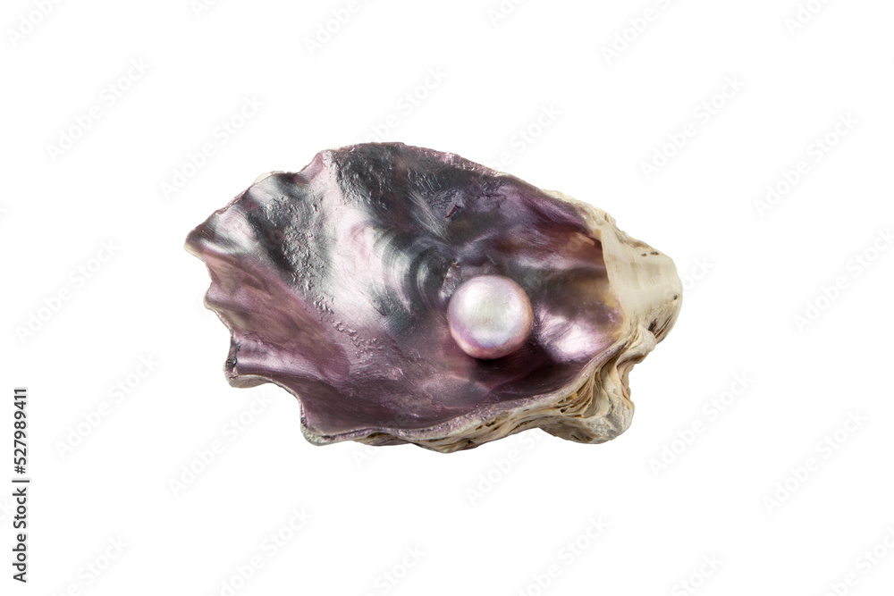 Pearl in the purple iridescent oyster shell isolated transparent png ...
