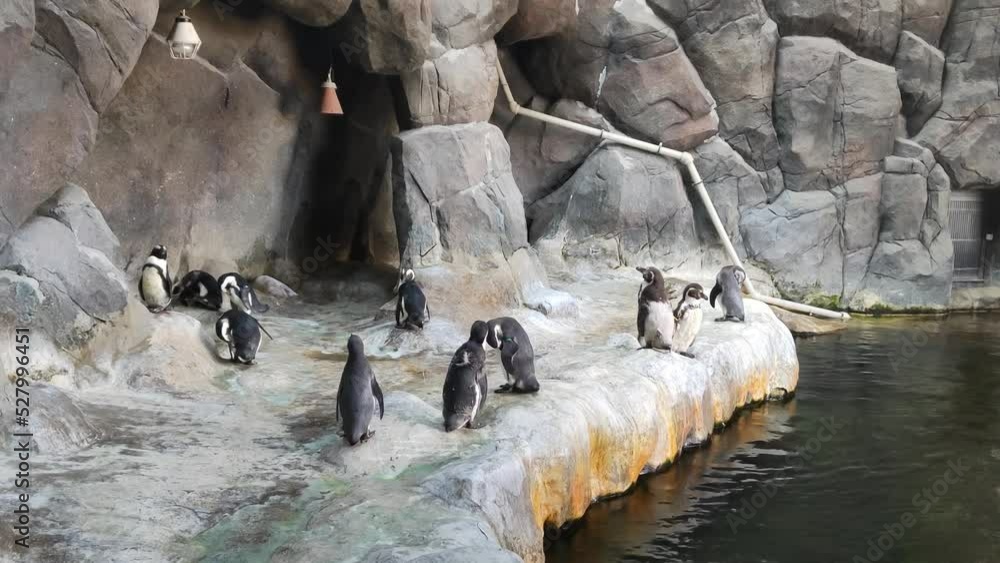 Penguins at zoo. Life of wild animals in captivity. Zoo pavilion with ...