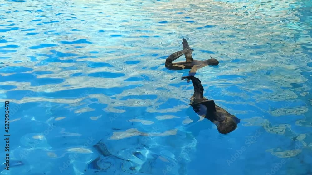 Seals frolic in clear and transparent sea water. Zoo with sea animals ...