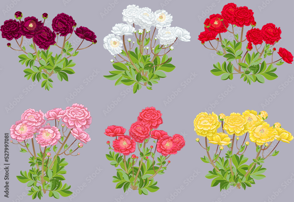 Peony vector illustration with stem and leaf brushes and flower symbols ...