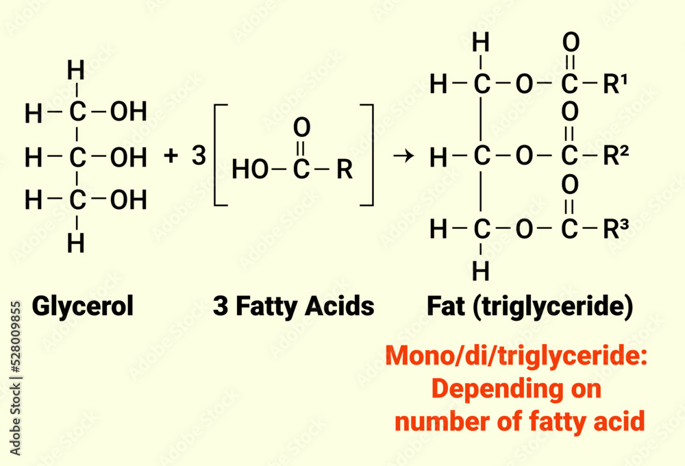 The 4 types of fats: one glycerol and 3 fatty acids Stock Vector ... The 4 types of fats: one glycerol and 3 fatty acids Stock Vector ...