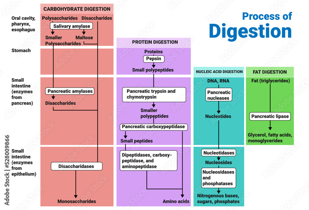Process of Digestion: Digestion Process in Mouth, Stomach, Intestines ...