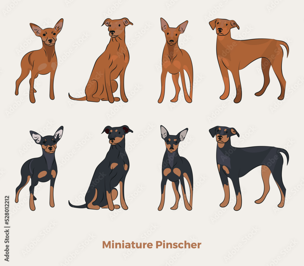 Miniature Pinscher breed art, dog pedigree drawing. Cute dog characters ...