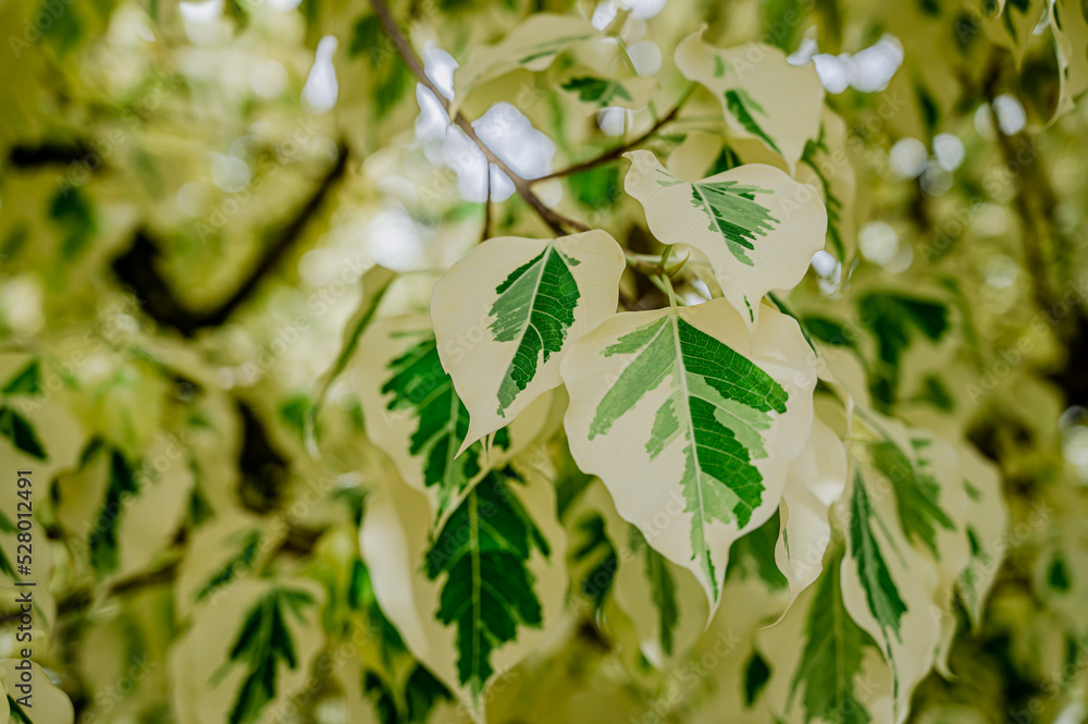 Bodhi Leaf from the Bodhi tree, Sacred Tree for Hindus and Buddhist.Bo ...