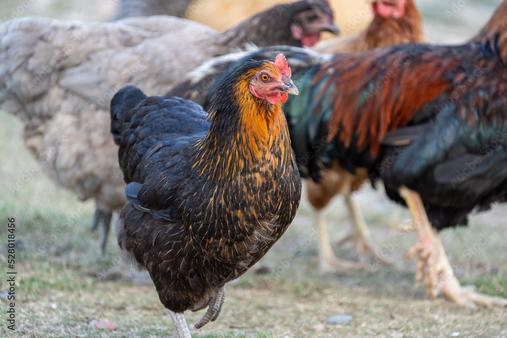black harco free range hen chicken. Chicken in the grass. The harco ...