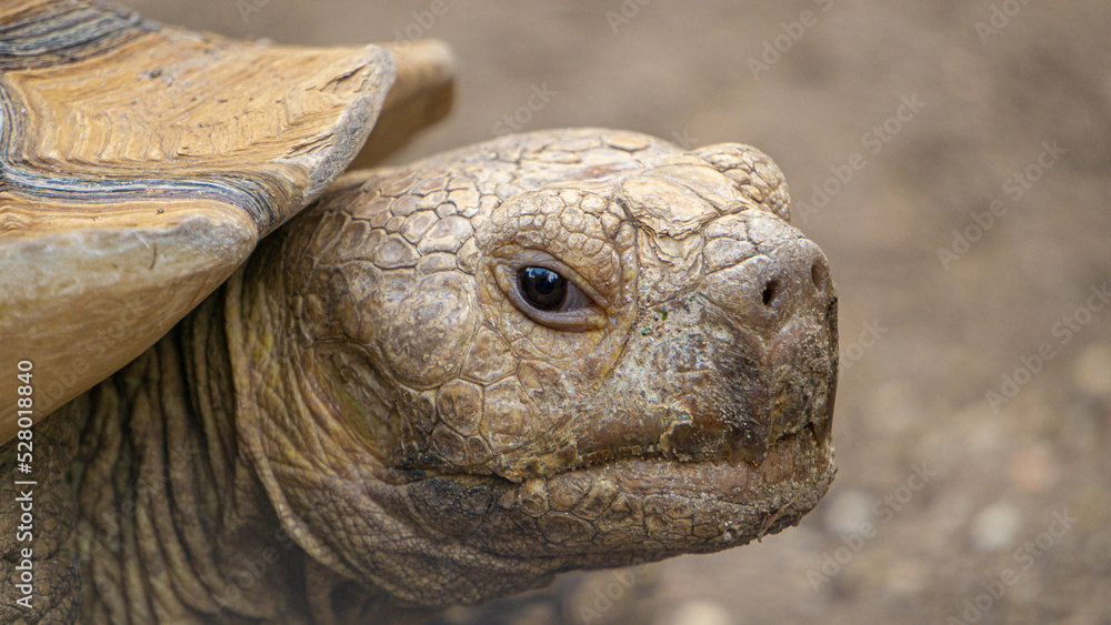 Close-up portrait of an African Spurred Tortoise (Centrochelys sulcata ...