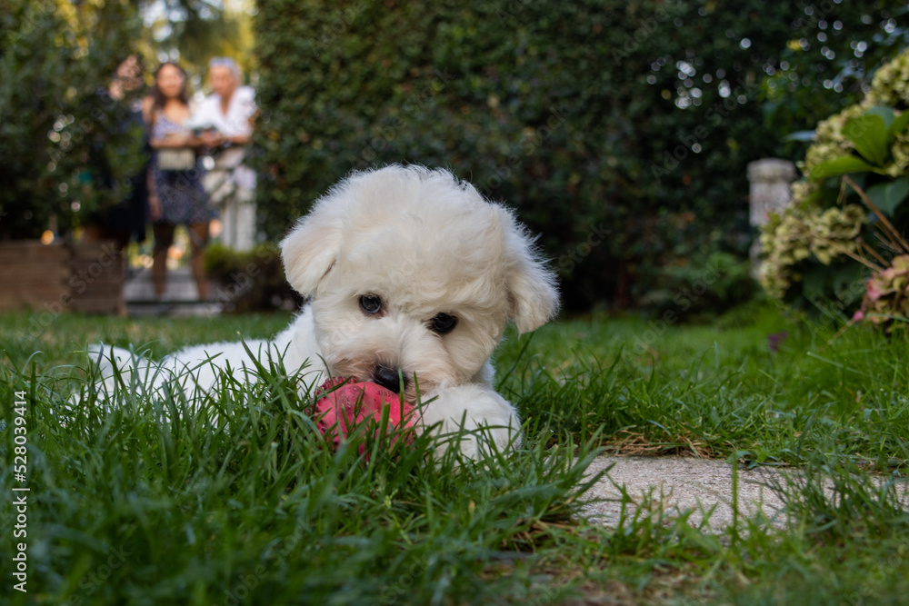Puppy of a bichon frisé, who is 80 days in the garden Stock Photo ...