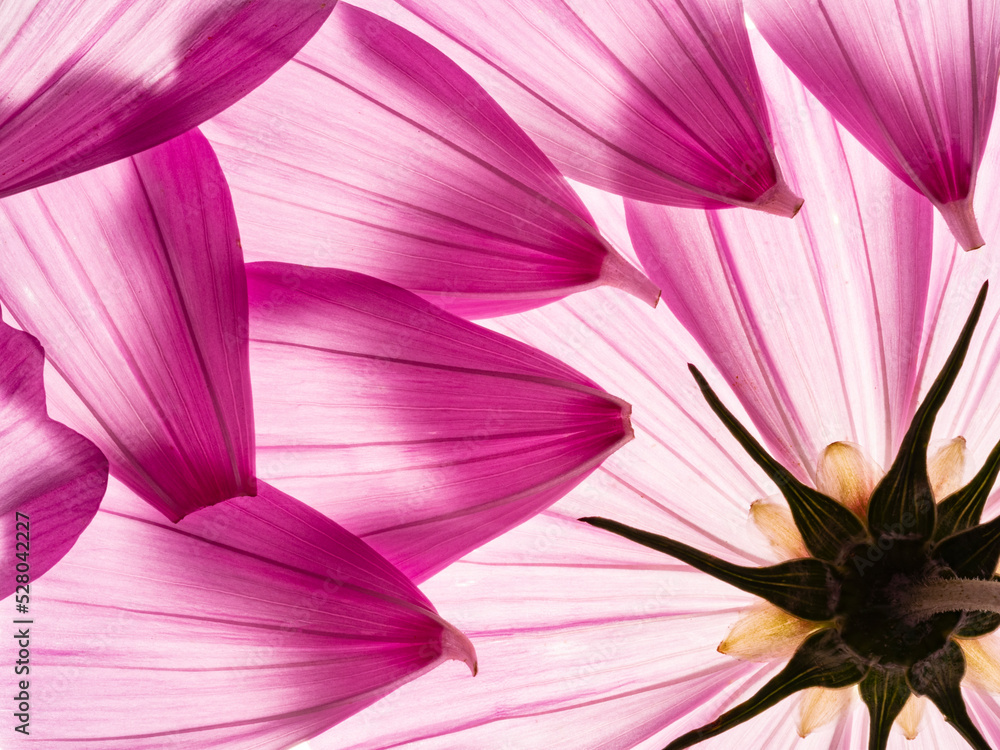 flower petal texture close up Stock Photo | Adobe Stock