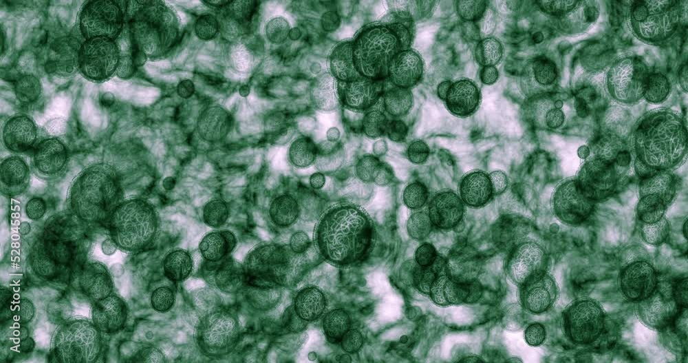 Microscope virus, bacteria and zoom of particles moving slowly in ...