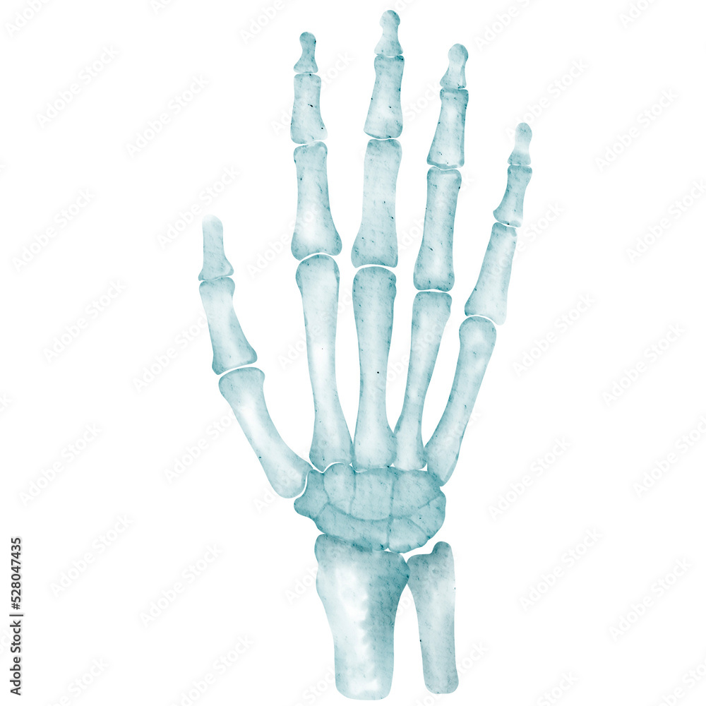 Anatomy of the hand and orthopedics surgery in bright watercolor.PNG ...