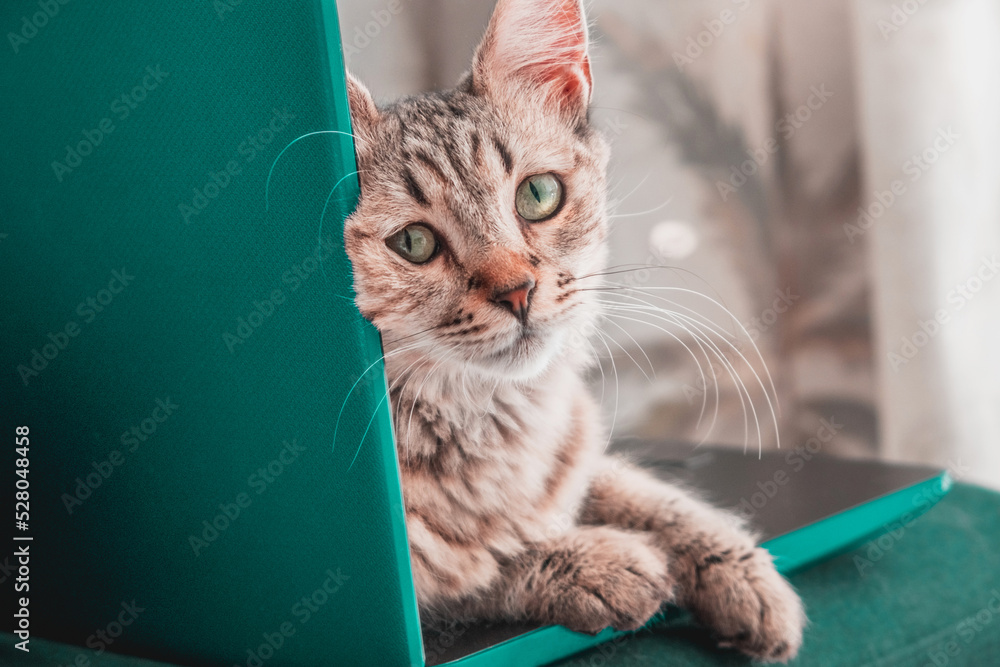 Sad adorable kitten looking at camera. Cat on top of the computer ...