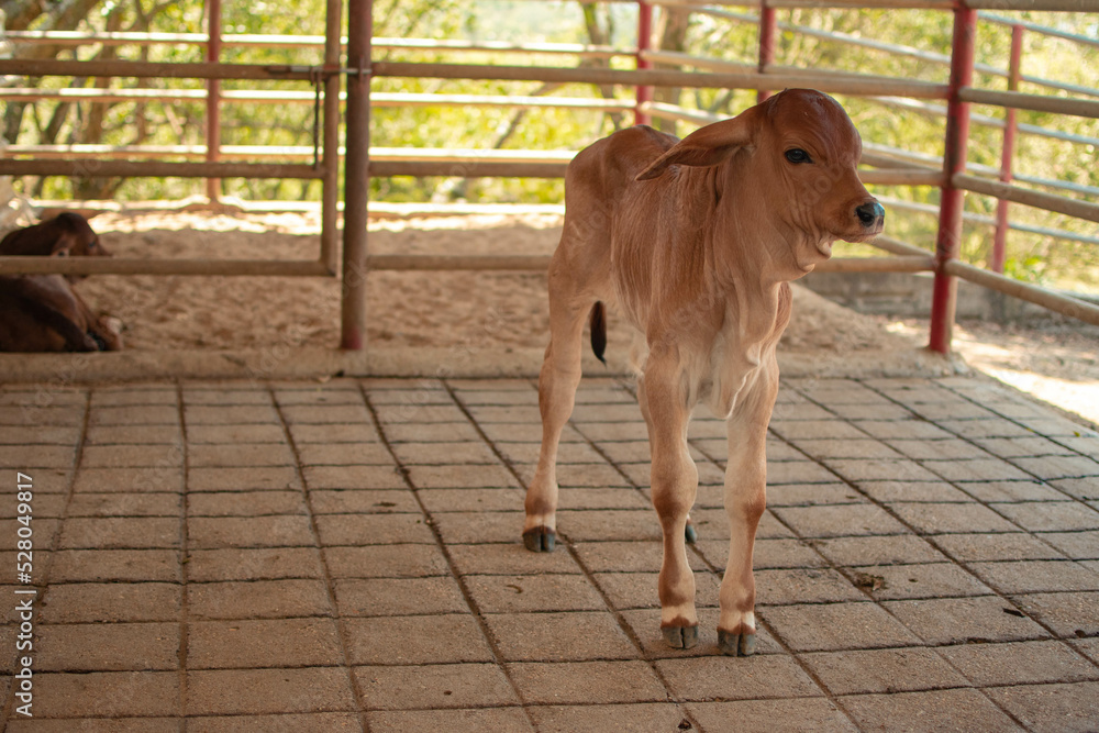 Foto de Becerro de res color café en un corral do Stock | Adobe Stock