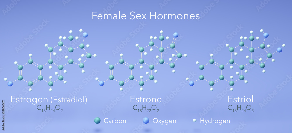 Female Sex Hormones Estrogens Estradiol Estrone Estriol Molecular