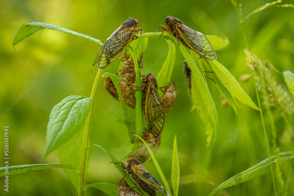 Brood X Cicadas emerge after 17 years underground Stock Photo | Adobe Stock