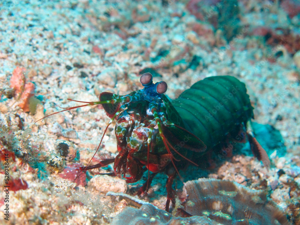 Underwater view. Mantis shrimp on a sandy bottom underwater. Diving in ...