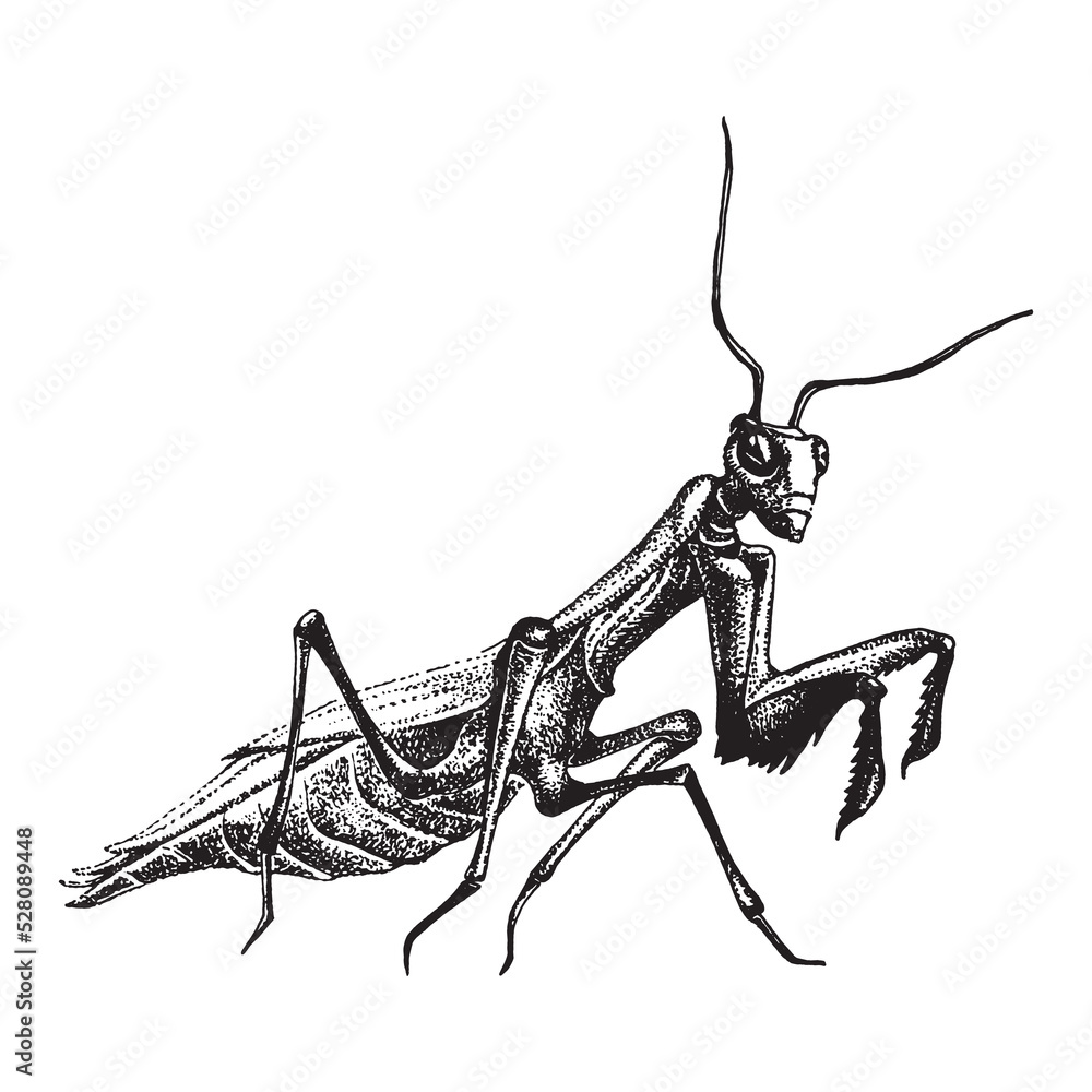 Engraving hand drawn illustration of praying mantis Stock Vector ...