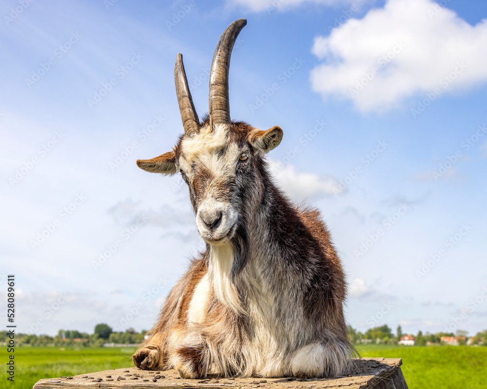 Goat lying on top of a pen, large horns, blue sky, goate, long hair ...