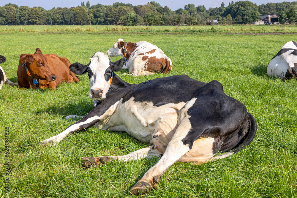 Lying cow, relaxed stretched out, happy showing belly and large full ...