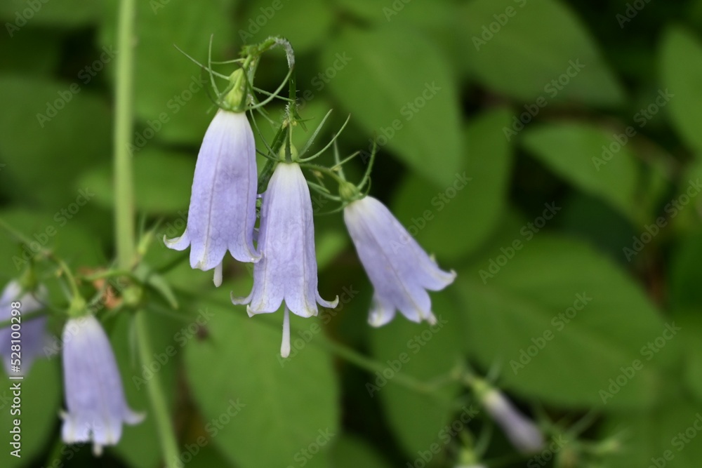 Japanese lady bell ( Adenophora triphylla ) flowers. Campanulaceae ...