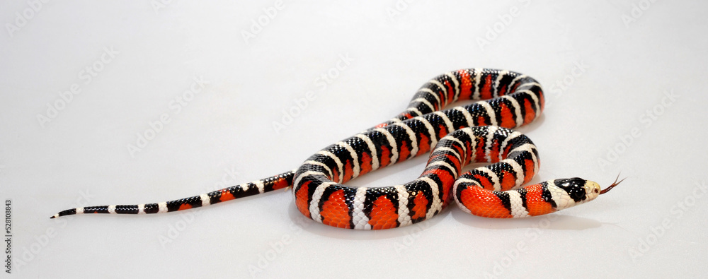 Utah Mountain Kingsnake // Utah-Bergkönigsnatter (Lampropeltis ...
