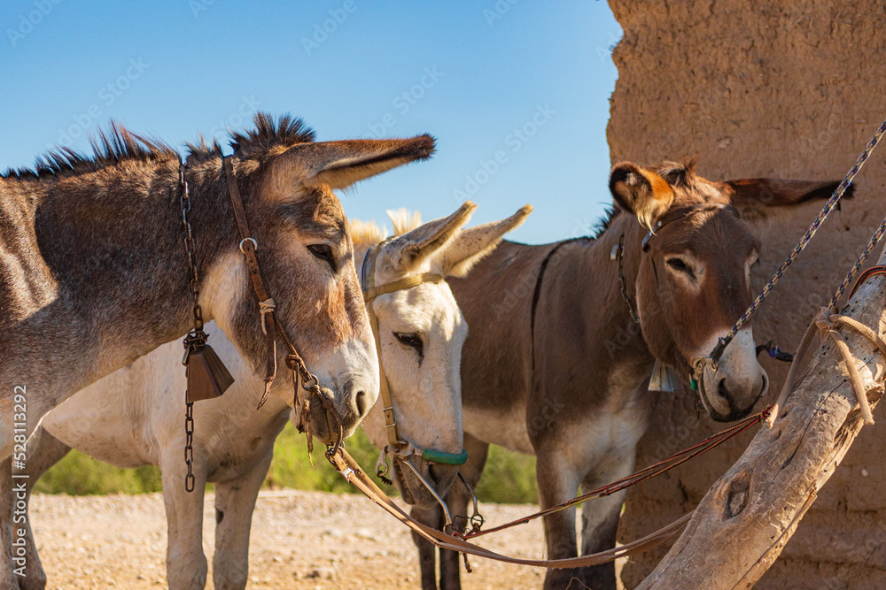 Three donkeys chilling in Boquillas del Carmen Mexico across the Rio ...