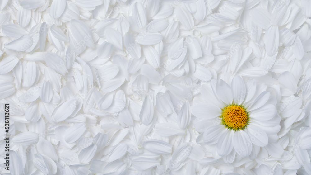Simple background of soft white flower petals with a single perfect daisy with a vibrant yellow ...