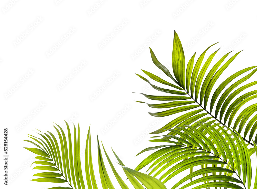 green leaf of palm tree on transparent background png file Stock Photo ... green leaf of palm tree on transparent background png file Stock Photo ...
