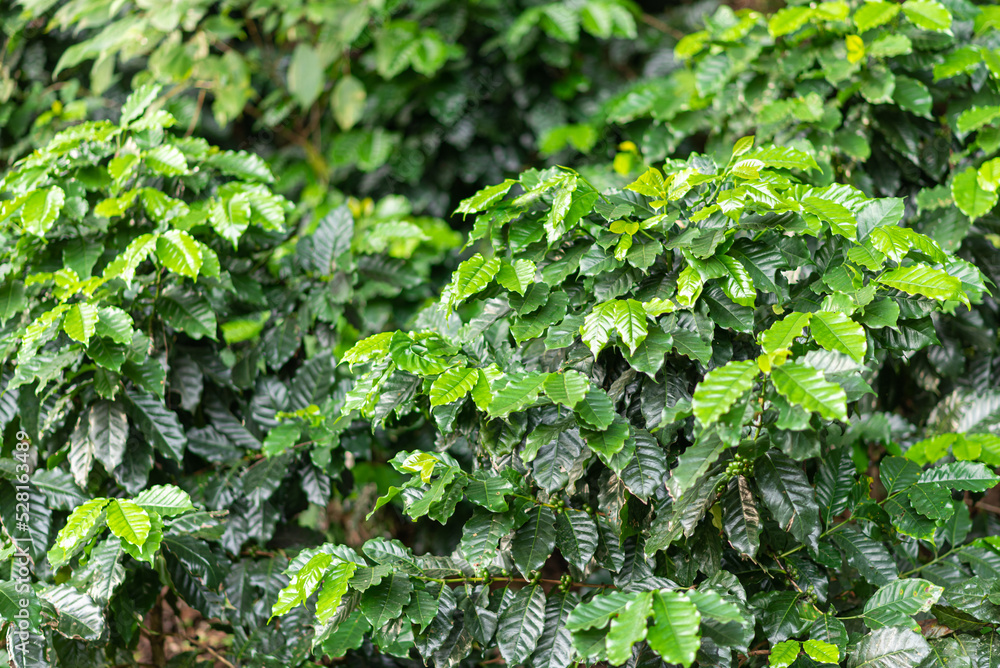 coffee plants tree in the field, raw coffee seed, organic coffee farm ...
