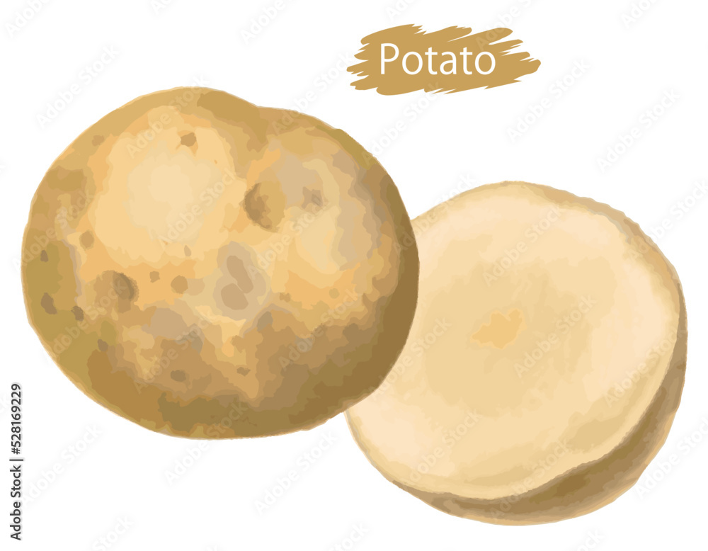 水彩風の野菜、じゃがいも。ベクターイラスト素材 Stock Vector | Adobe Stock