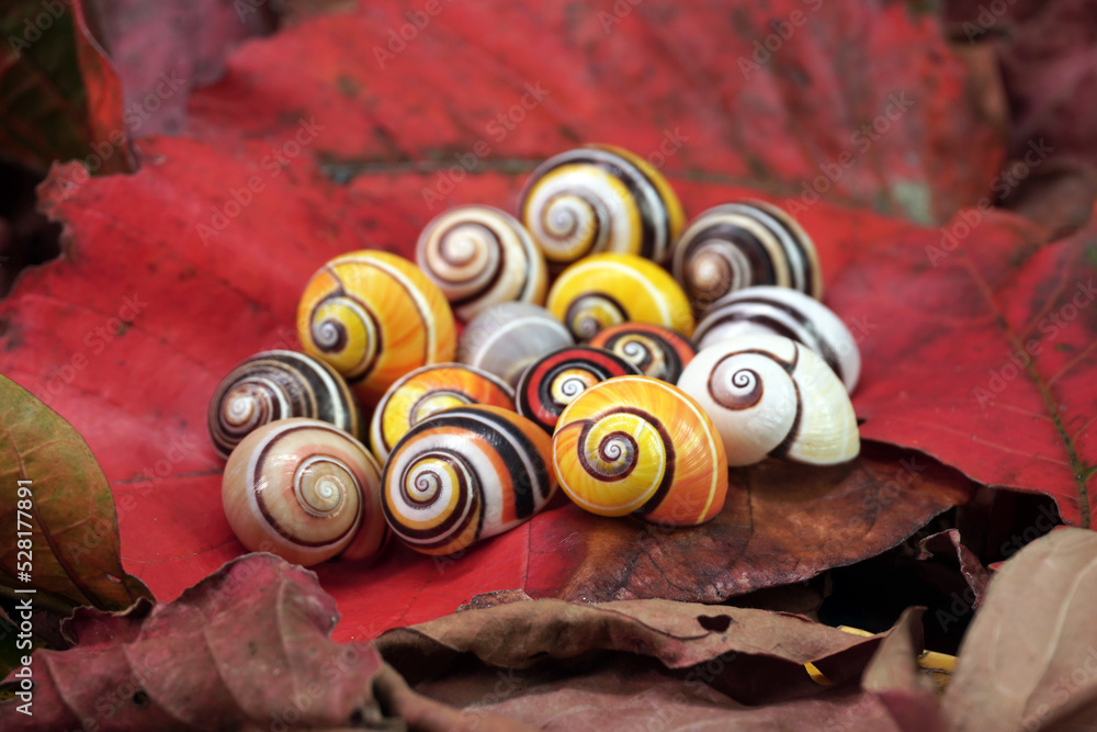 Cuban snail (Polymita picta) world most beautiful land snails from Cuba ...