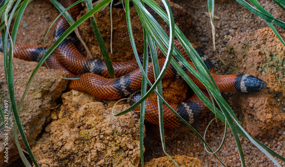 Tropical Scarlet-Kingsnake, Milk Snake (Lampropeltis triangulum) Stock ...