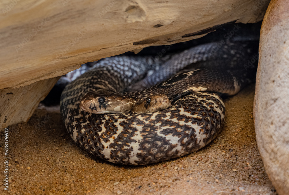 Two Naja Naja intertwined. One head looks to the right and the other to ...