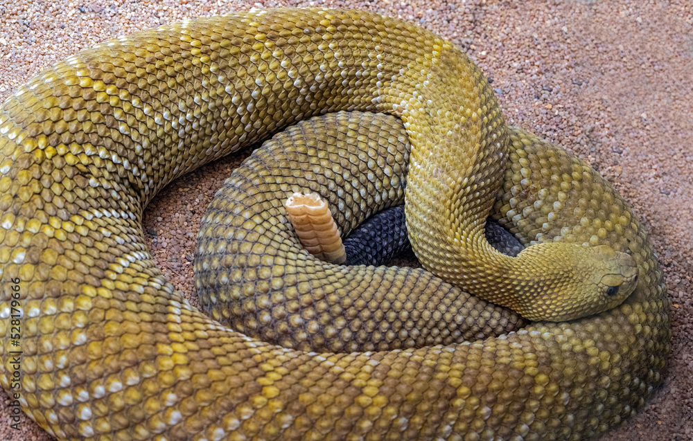 Mexican West Coast Rattlesnake or Mexican Green Rattler (Crotalus ...