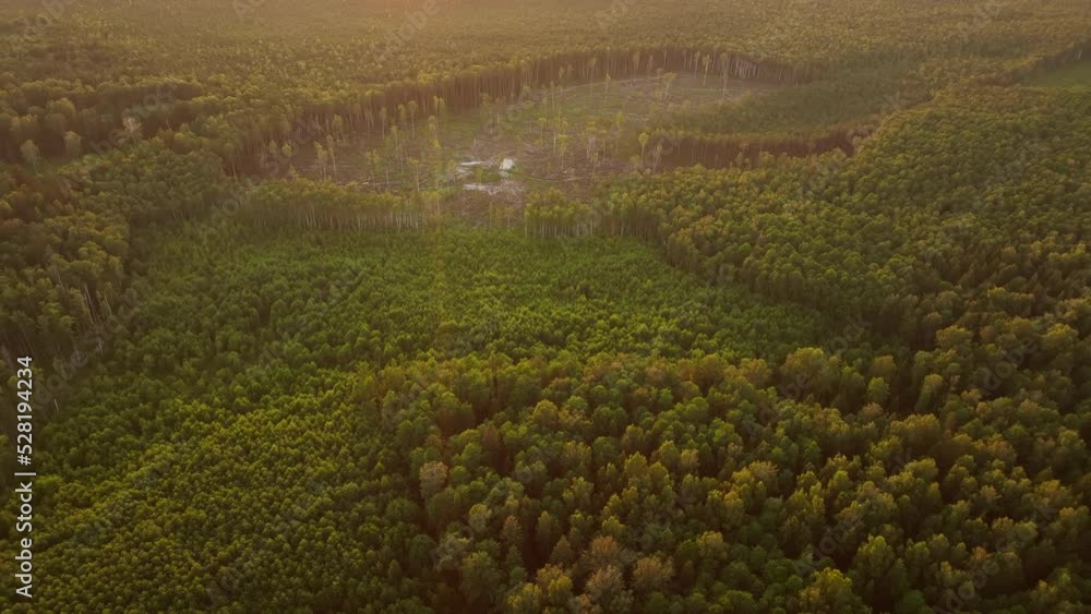 Forest destruction and felling of trees, drone view. Deforestation ...